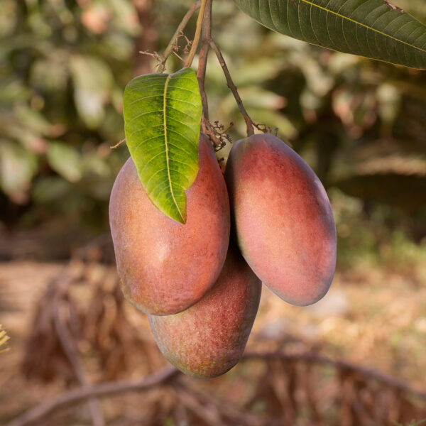Mango Keitt - TropiFresh