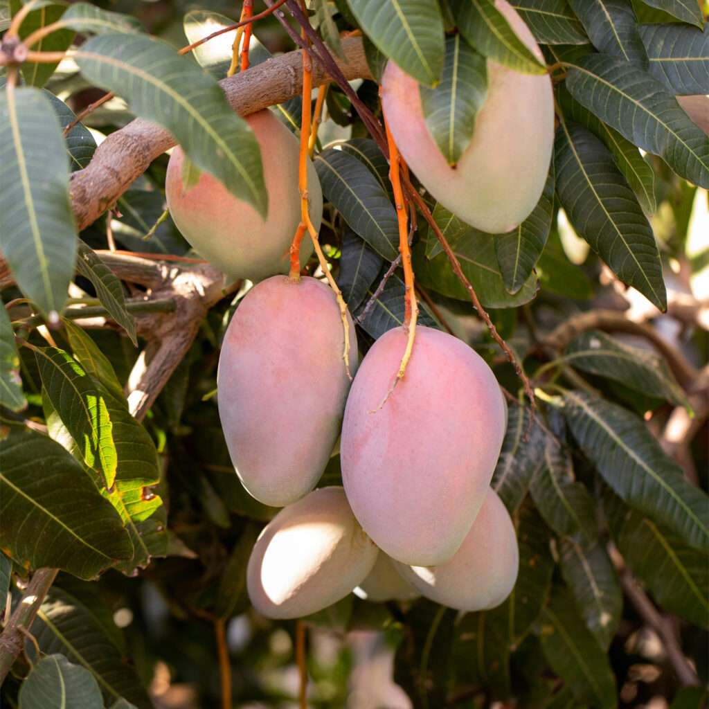 Mango Kent - TropiFresh