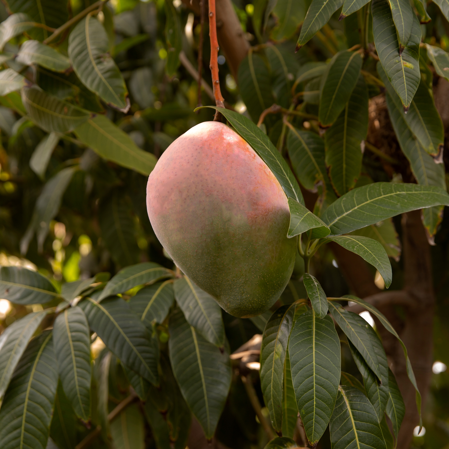 Mango Kent - TropiFresh