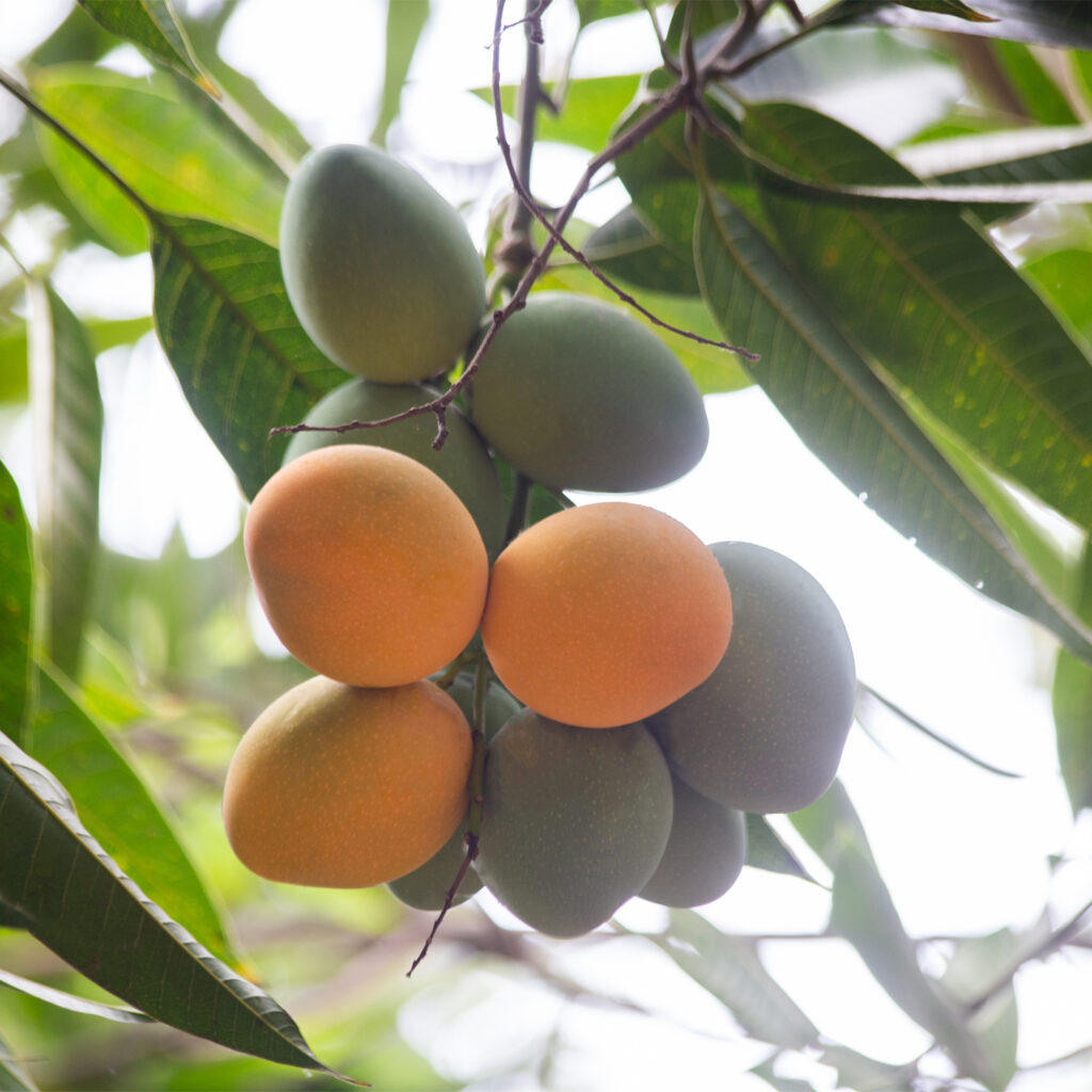 Mango de Azúcar - TropiFresh