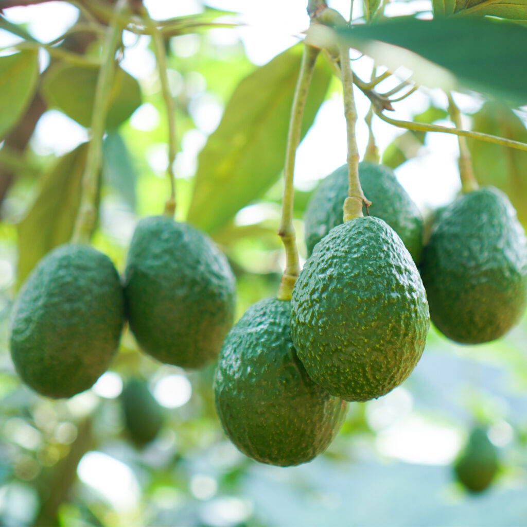 Aguacate Hass - TropiFresh